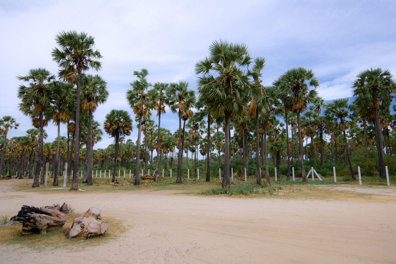 Casuarina Beach Excursion | Jaffna Beaches | Thambu Illam
